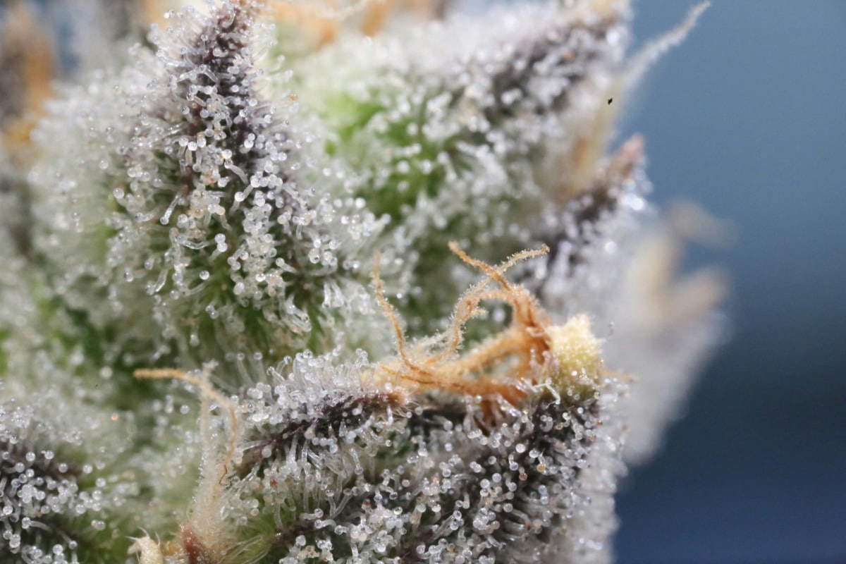 THCA vs Hemp THCA: THCV & Rare Cannabinoids Guide